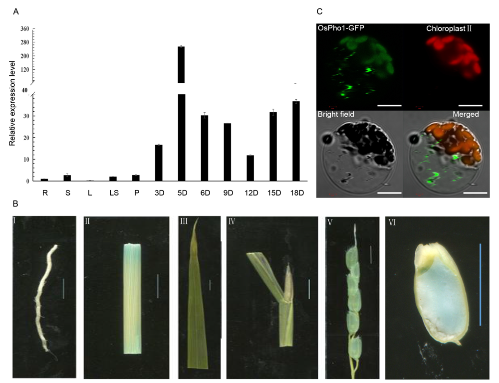 Editing of Rice Endosperm Plastidial Phosphorylase Gene OsPho1 Advances Its Function in Starch ...