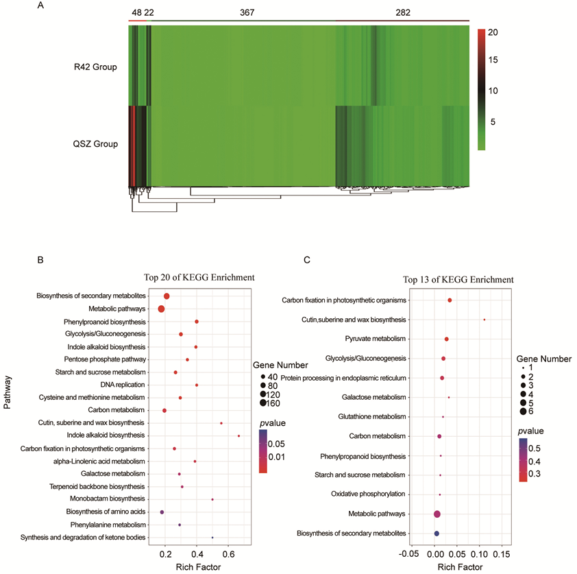 iTRAQ-Based Proteomics Investigation of Critical Response Proteins in Embryo and Coleoptile ...